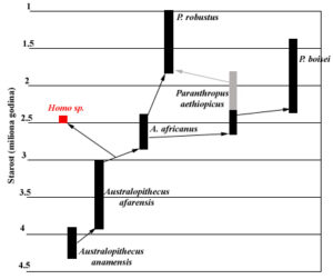 Evolucija Čoveka – Teorija Evolucije