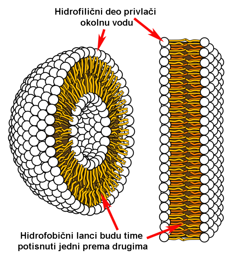 Abiogeneza – Teorija Evolucije